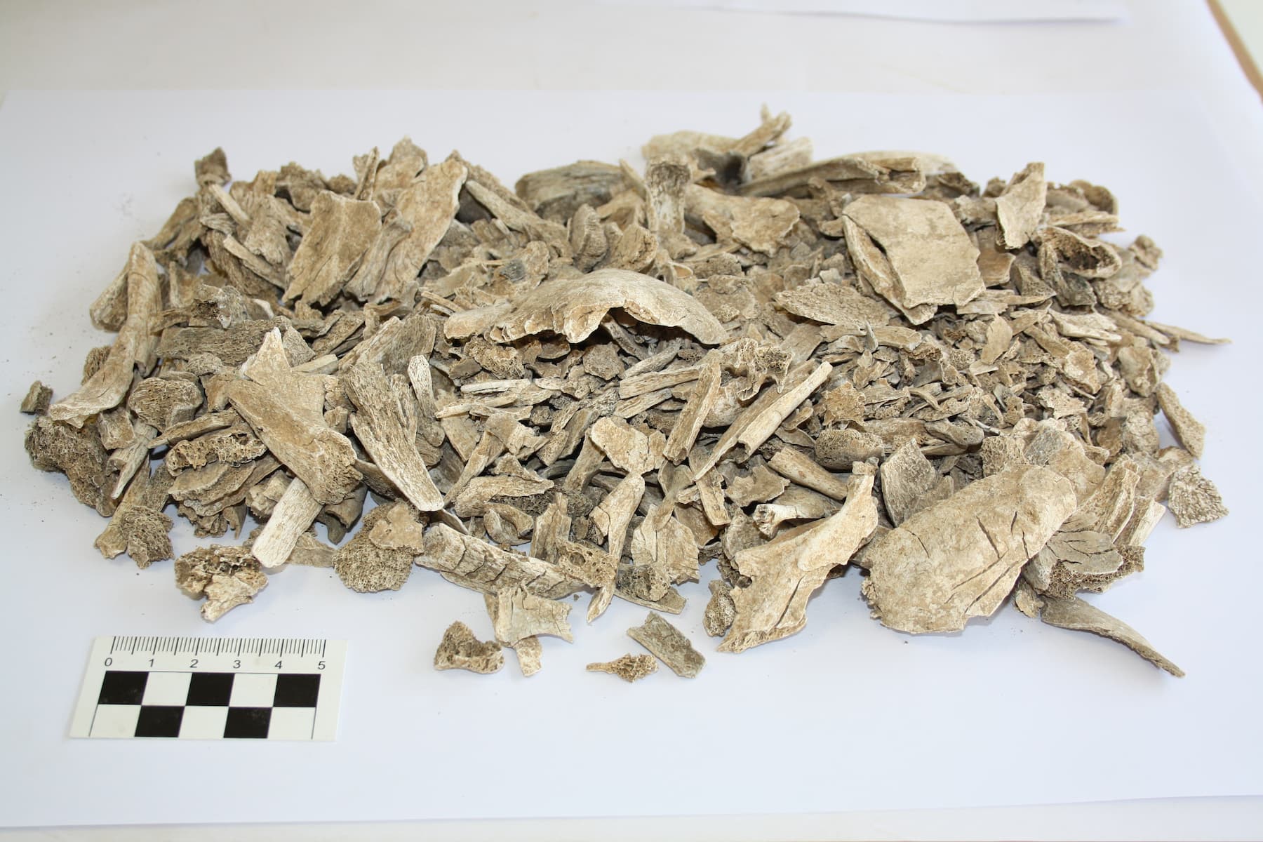 Human Remains Analysis | IAC Archaeology